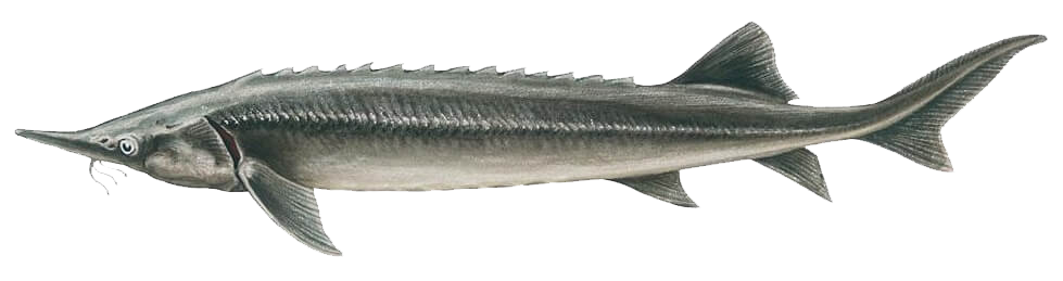 Our-Products - PersianGesture